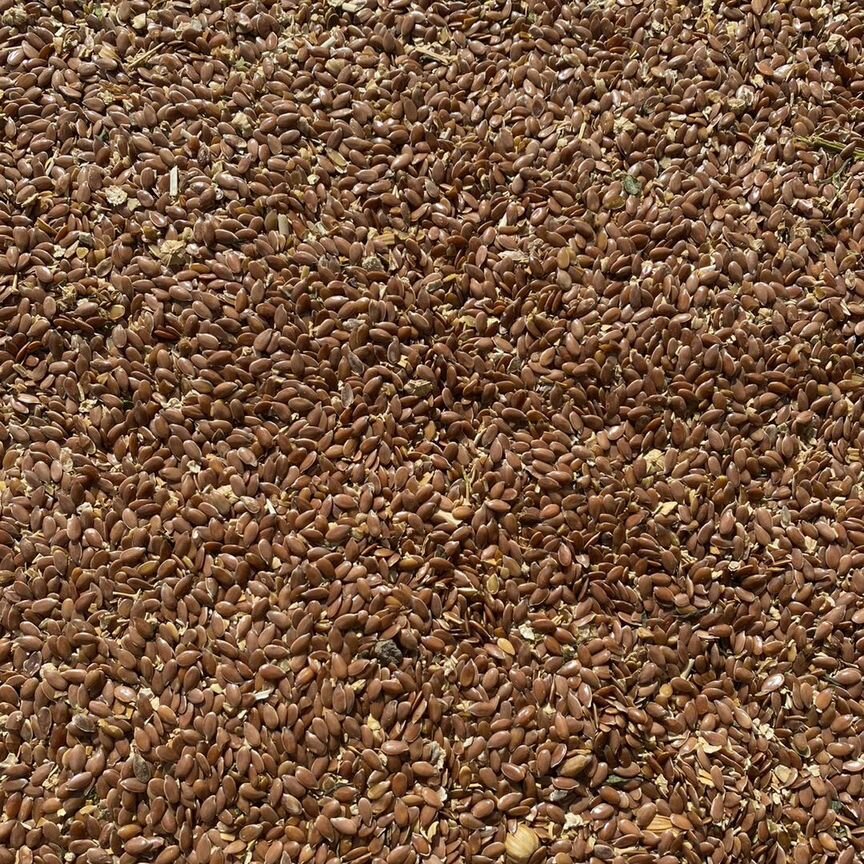 Лен масленичный