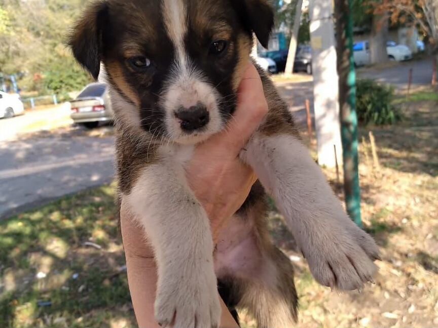 Собака в добрые руки щенок