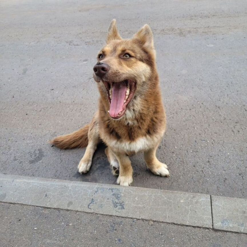 Щенята во двор