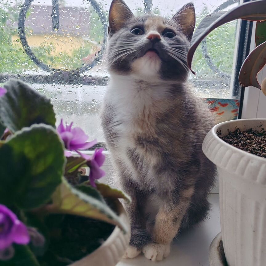 Кошечка