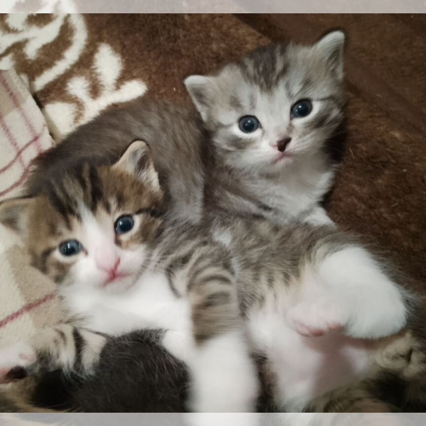 Шотландский вислоухий короткошёрстный котёнок