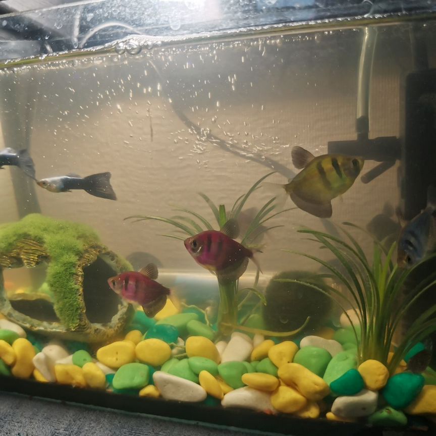 Рыбка полосатая тернеция