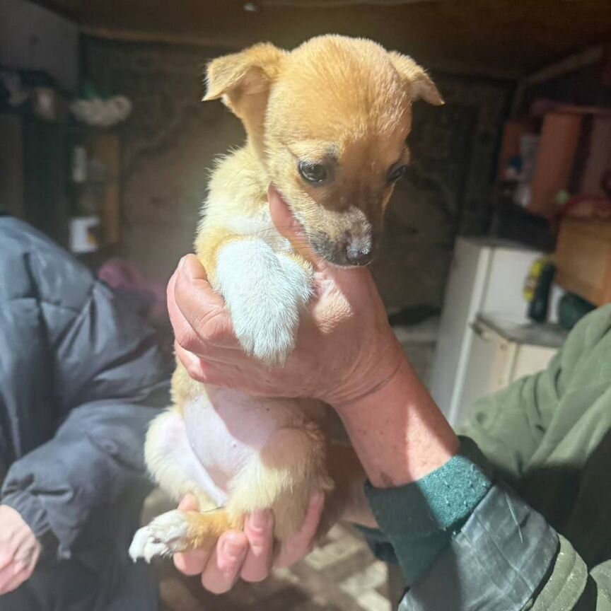 Щеночек 4 мес девочка в добрые руки