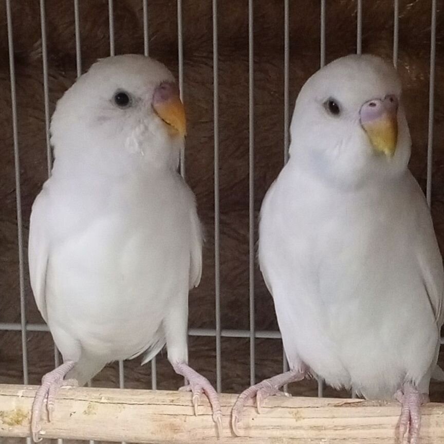 Волнистый попугай ручной