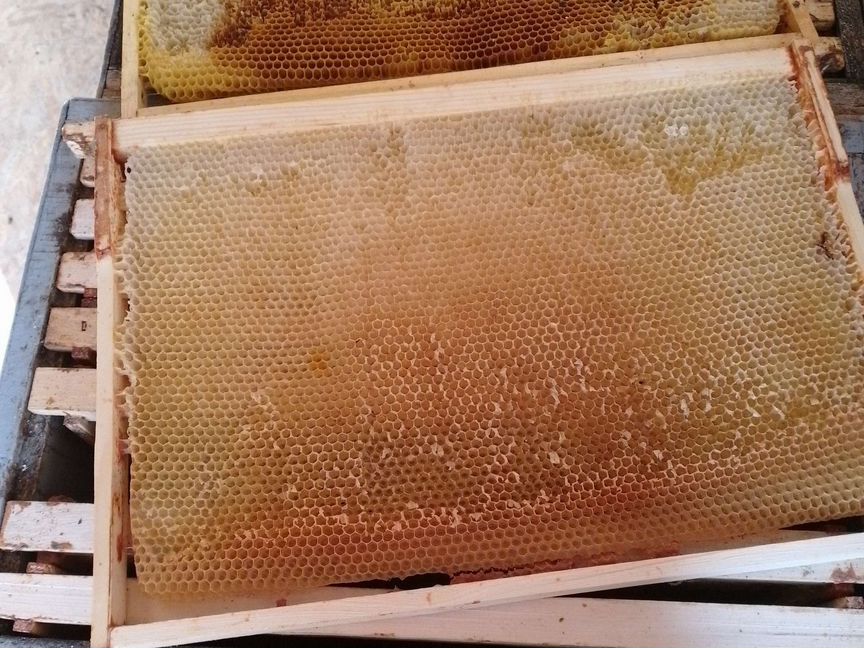 Сушь для пчел