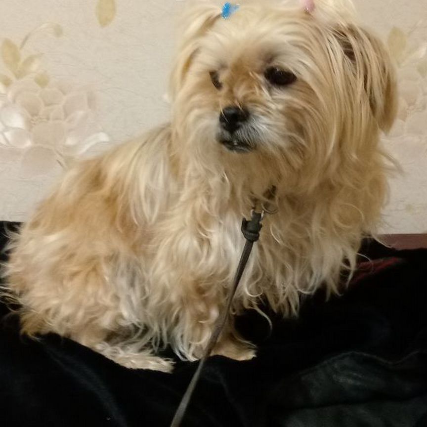 Йоркширский терьер, взрослая собака