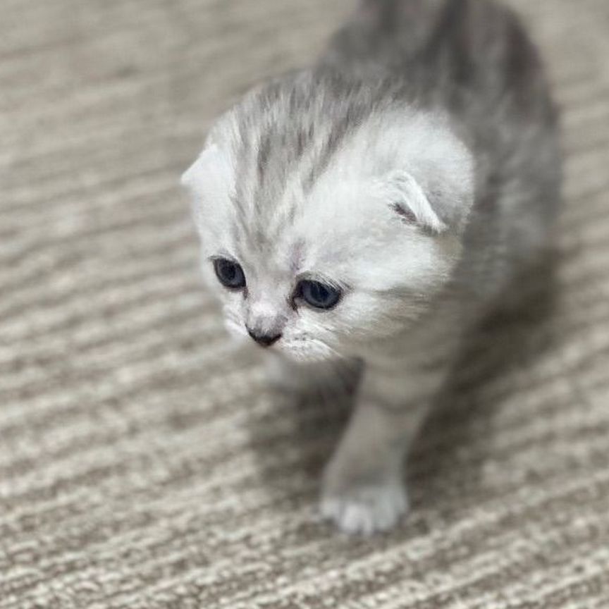 Шотландский вислоухий длинношёрстный котёнок