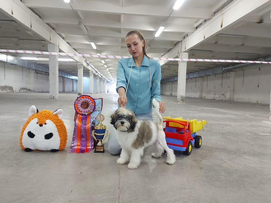 Малая львиная собака