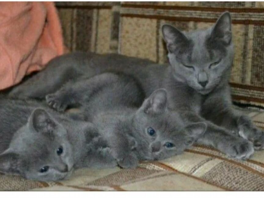 Русская Голубая
