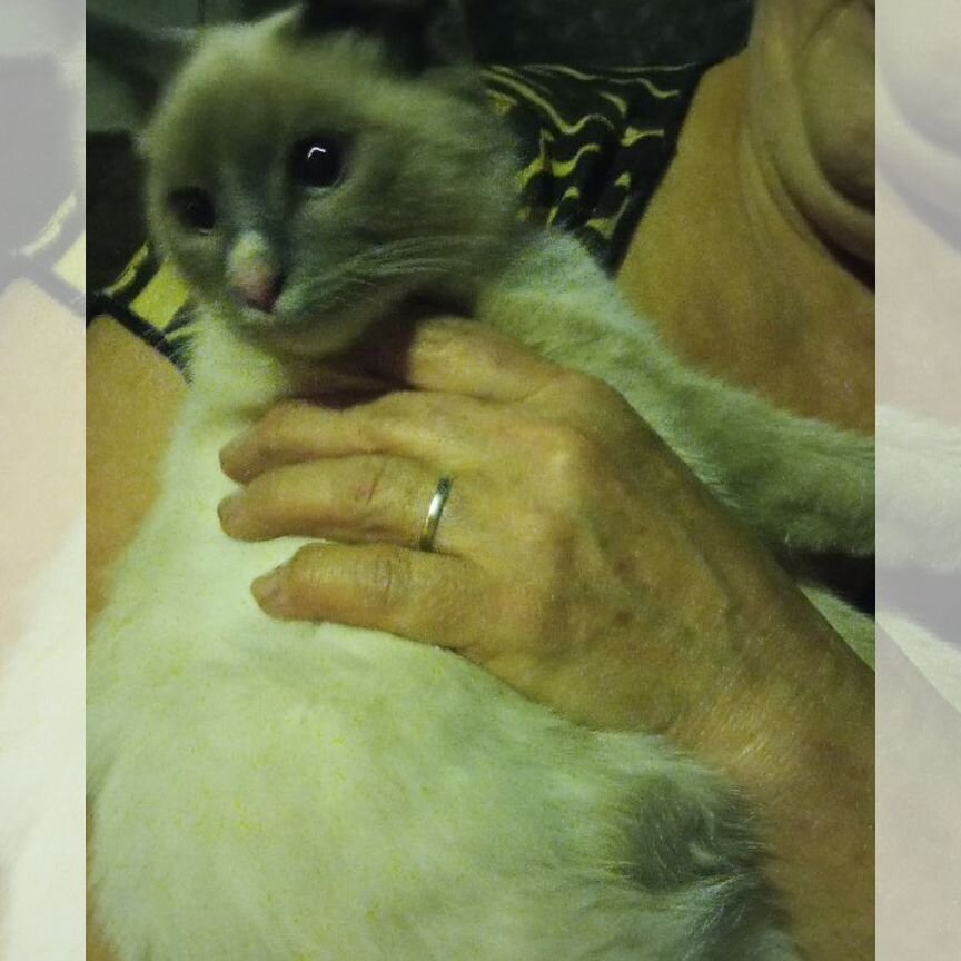 Нашли котика