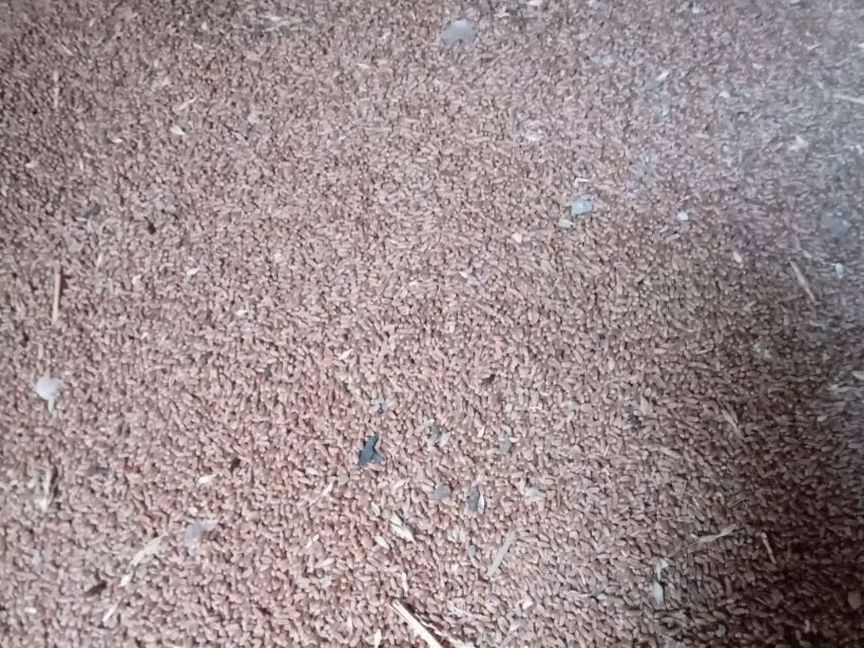 Семечко, Кормовая кукуруза на корм