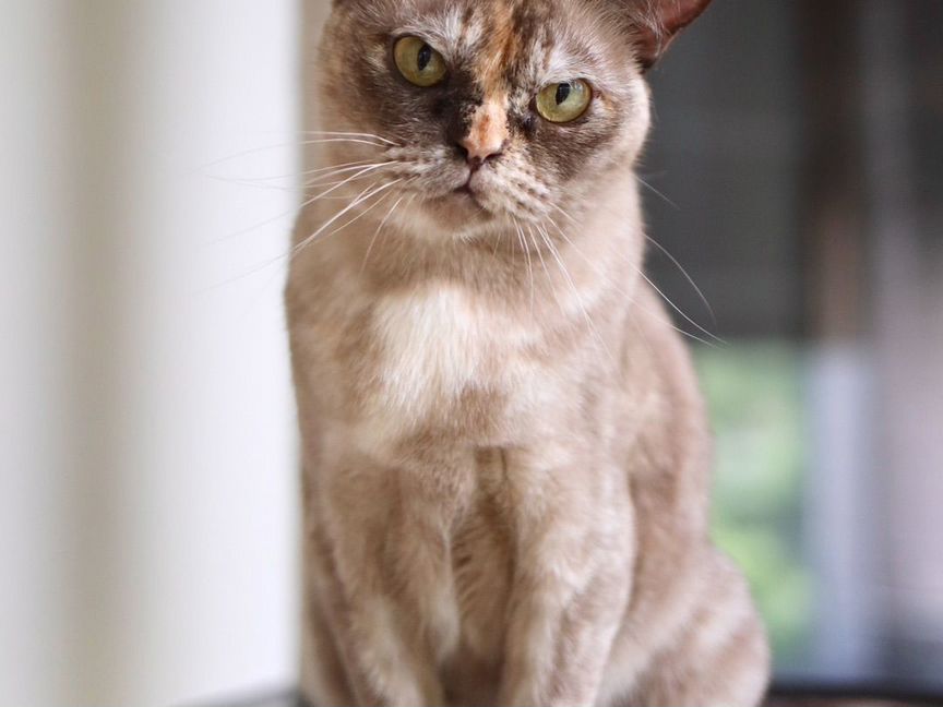 Бурма кошка Афродита 3,5 года