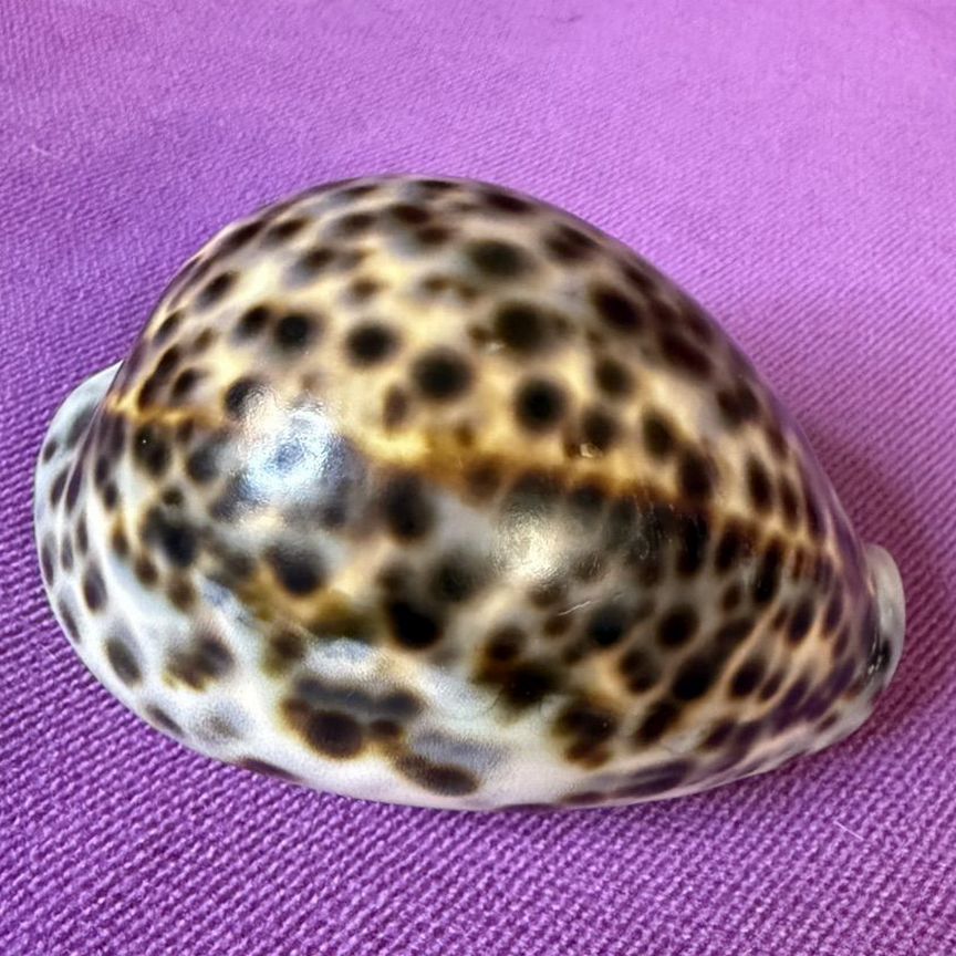 Ракушка ципрея тигрис