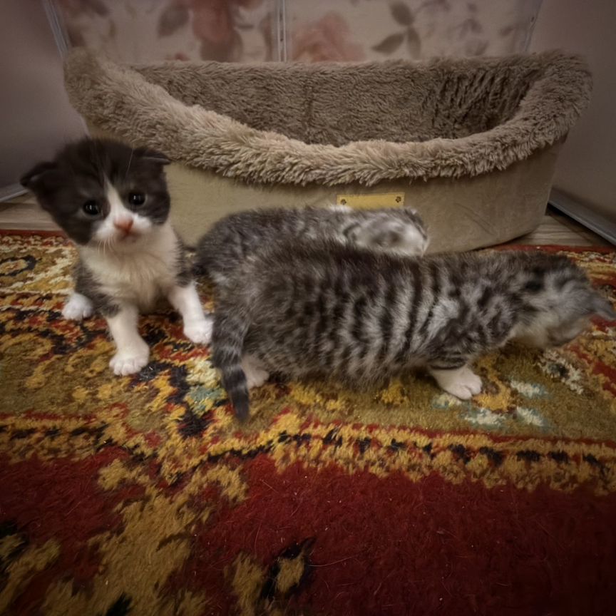 Шотландский вислоухий короткошёрстный котёнок