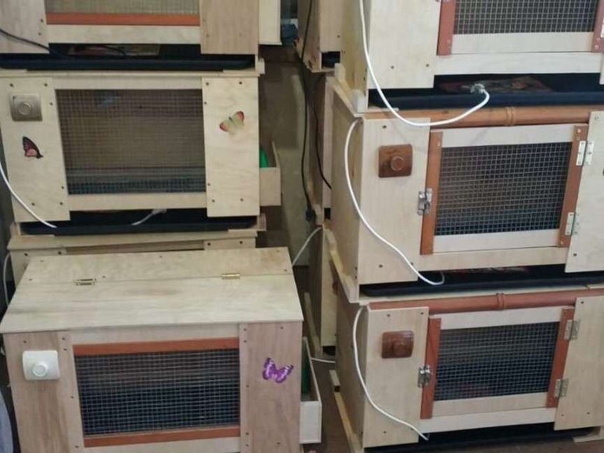 Брудер для цыплят