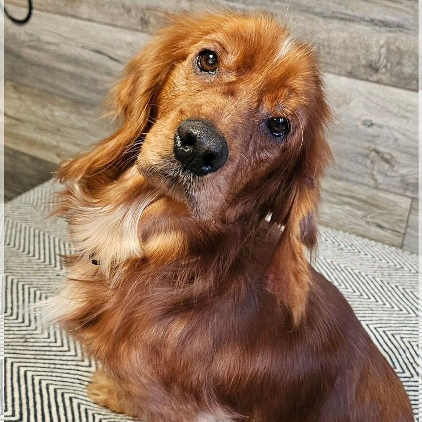 Английский кокер-спаниель, взрослый пёс