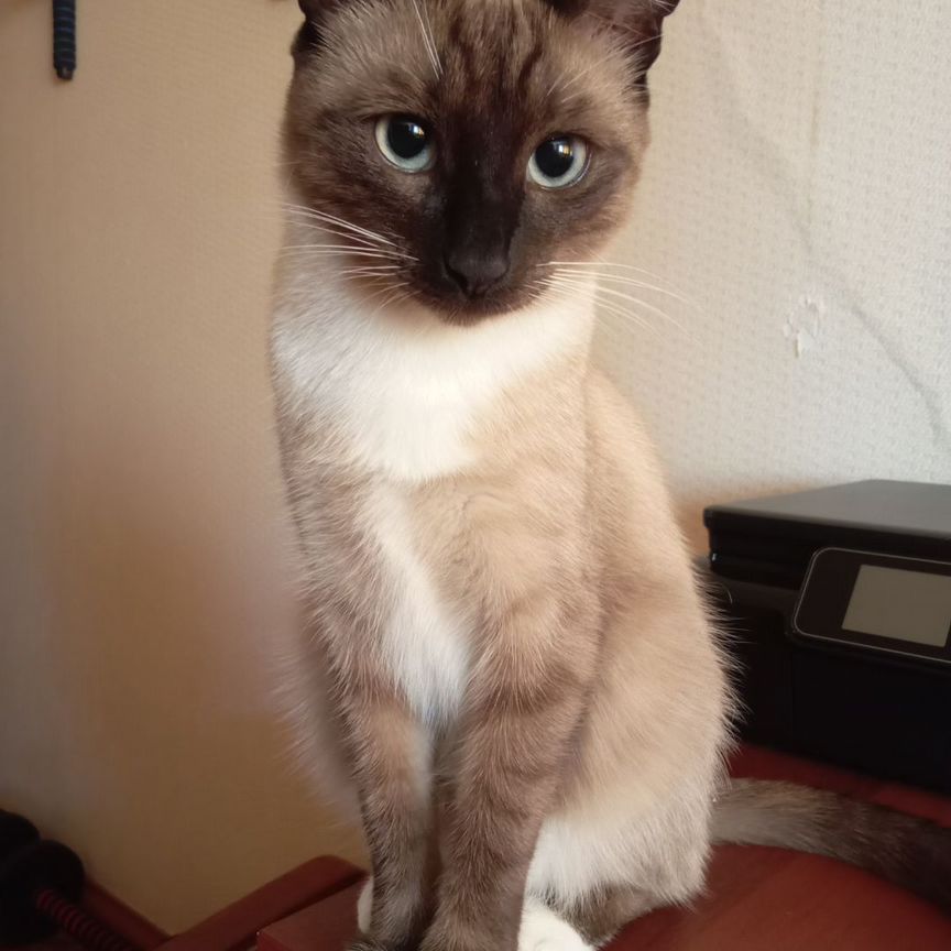 Кот в добрые руки