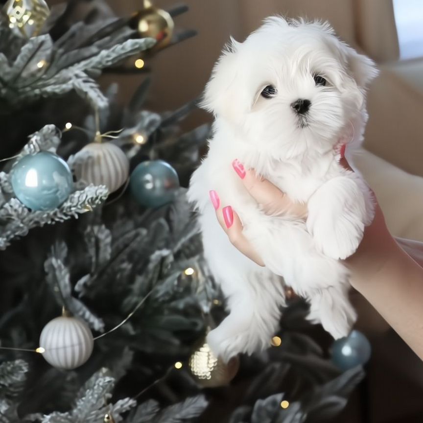 Мальтийская болонка, щенок