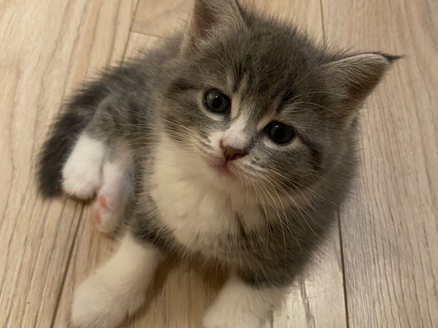 Ласковые котята