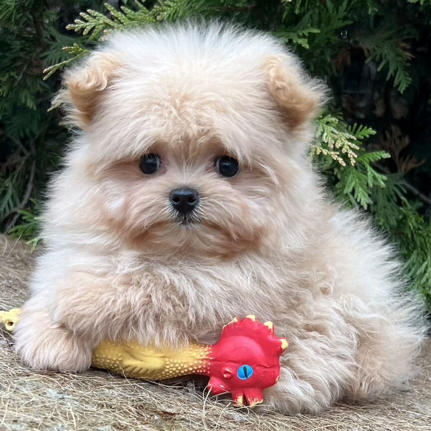 Мальтипу, щенок