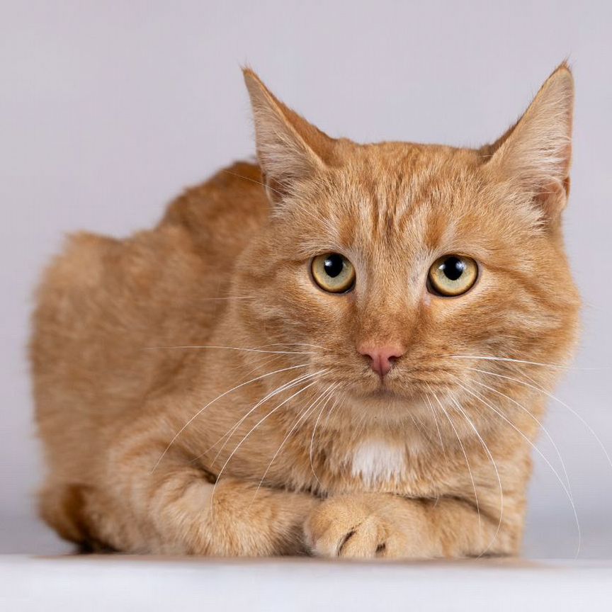 Взрослый кот в добрые руки