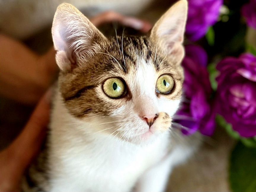 Мотенька котёнок подросток,кошка в дар