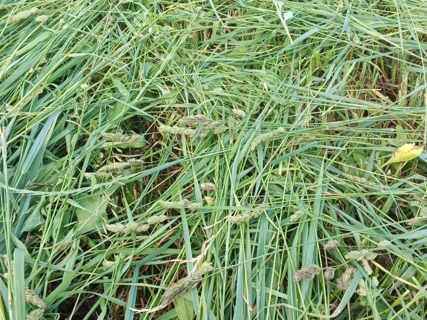 Трава на сено