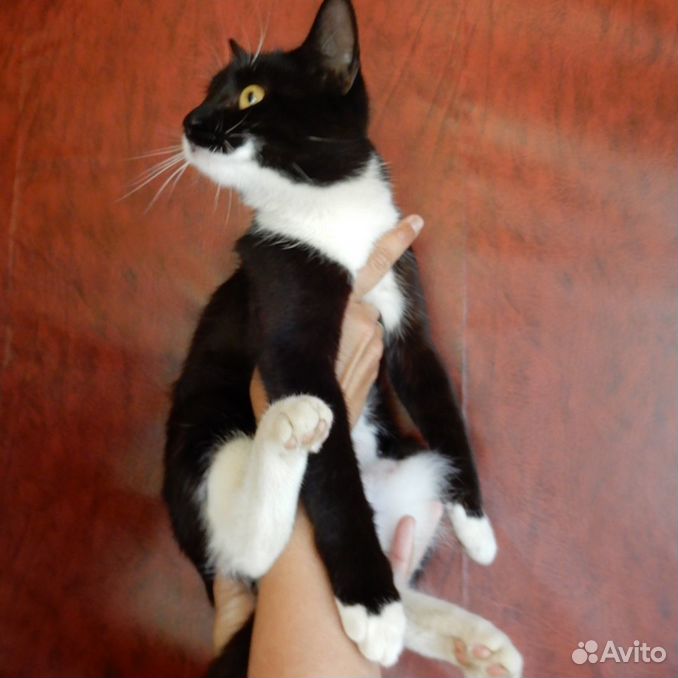 Котенок-подросток, девчонка