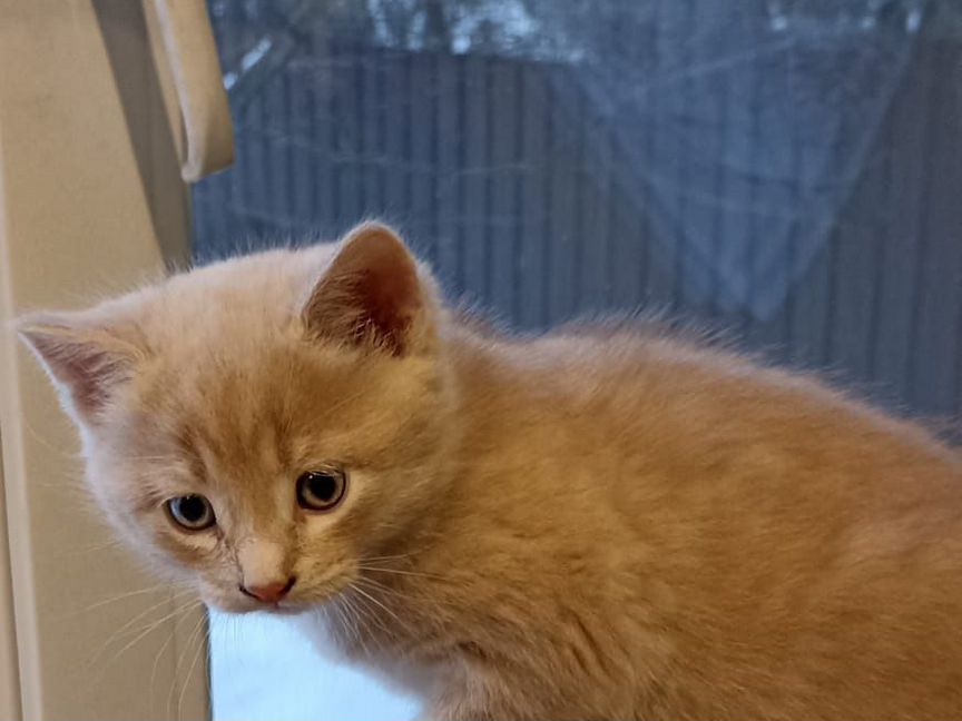 Котенок