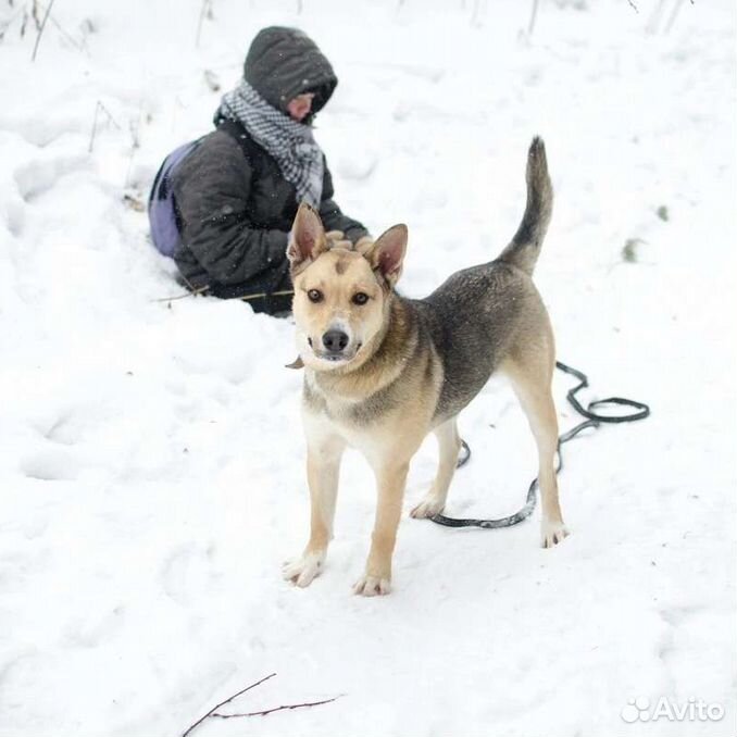 Пышка в добрые руки