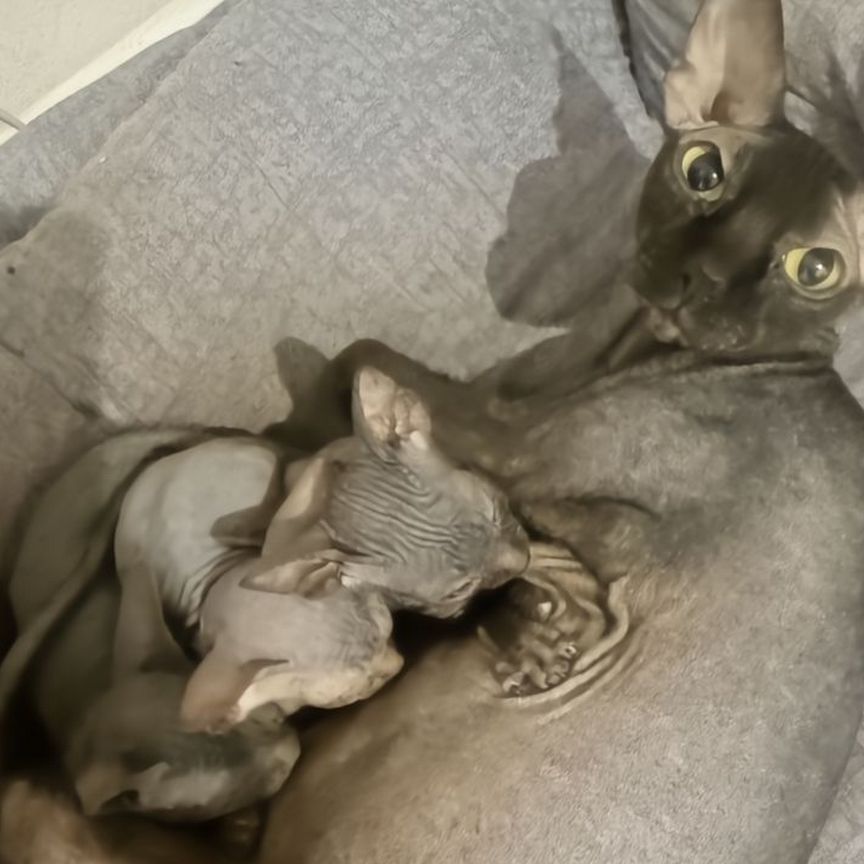 Донской сфинкс котёнок