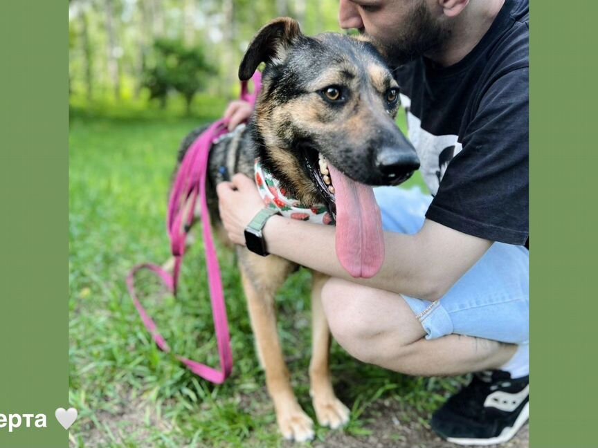 Берта 1,5 года