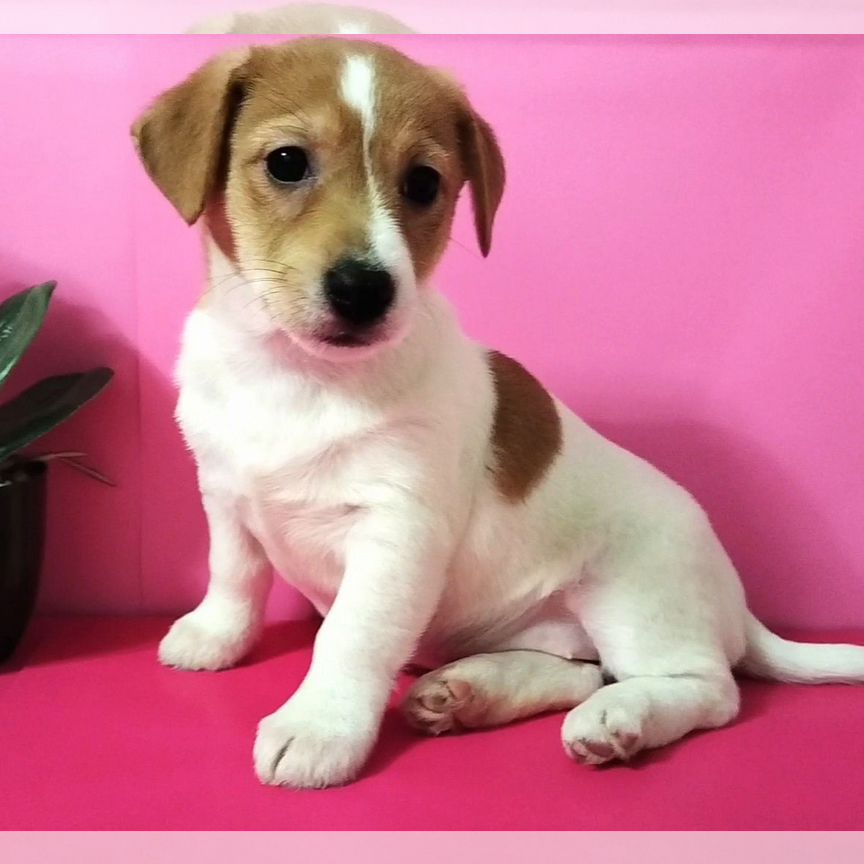 Джек-рассел-терьер, щенок