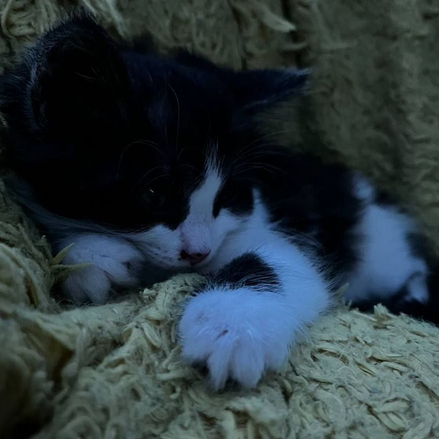 Котёнок в добрые руки