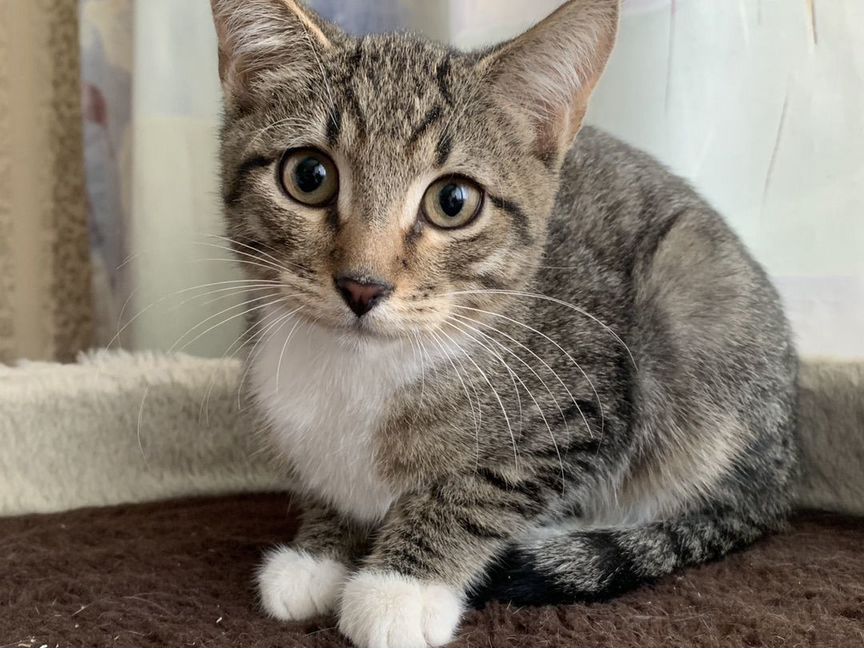 Котенок Костик
