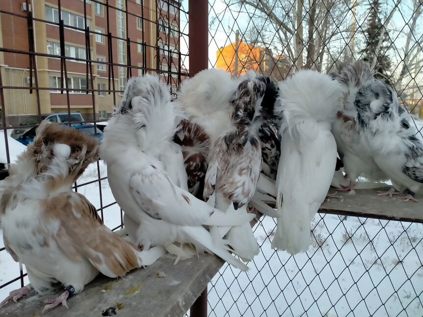 Голуби якобины