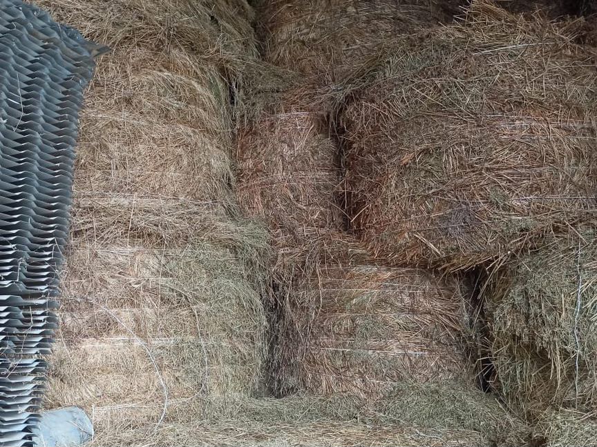 Сено в рулонах