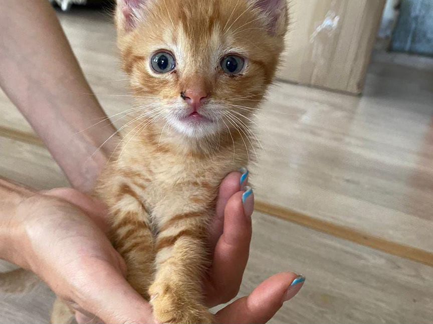 Милашки коты