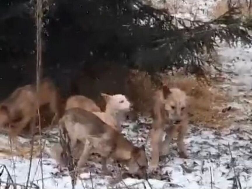 Погибают у СНТ, 5 малышей 3-4 мес