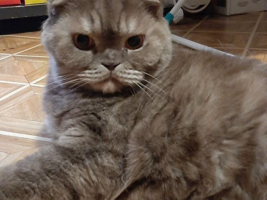 Британский вислоухий кот