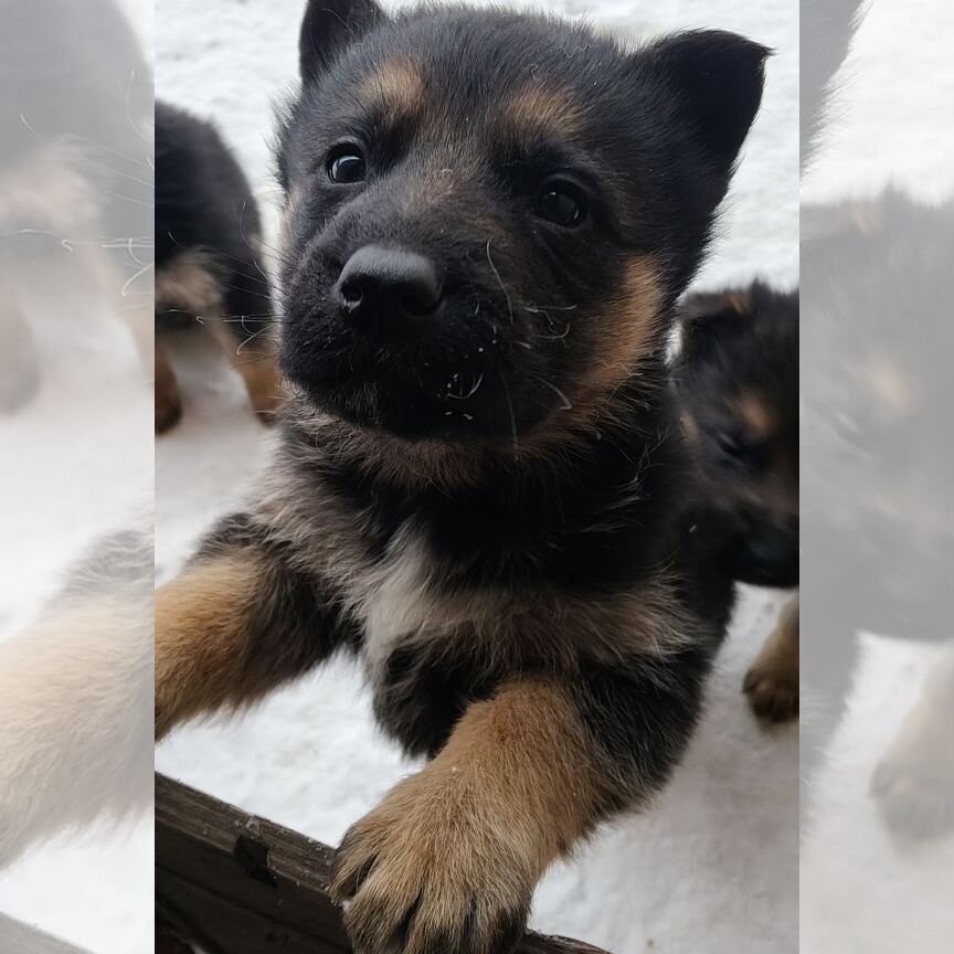 Немецкая овчарка, щенок