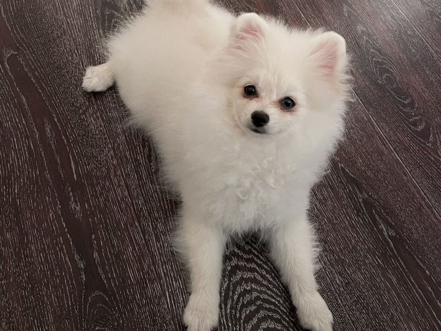 Померанский шпиц