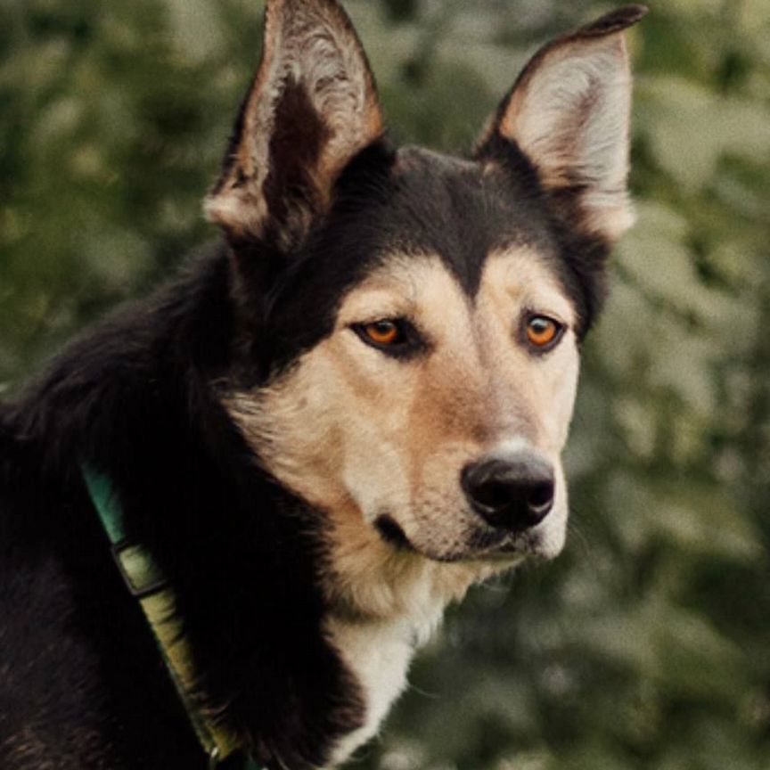 Взрослая собака в добрые руки