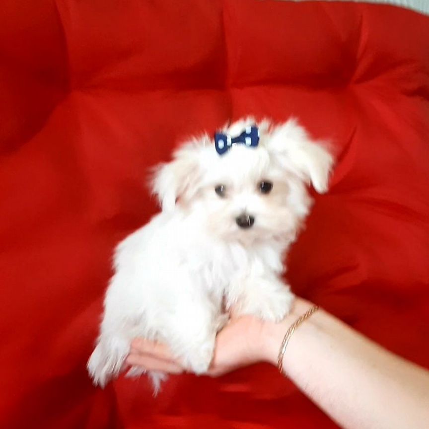 Минюшный мальтезе, мальчик