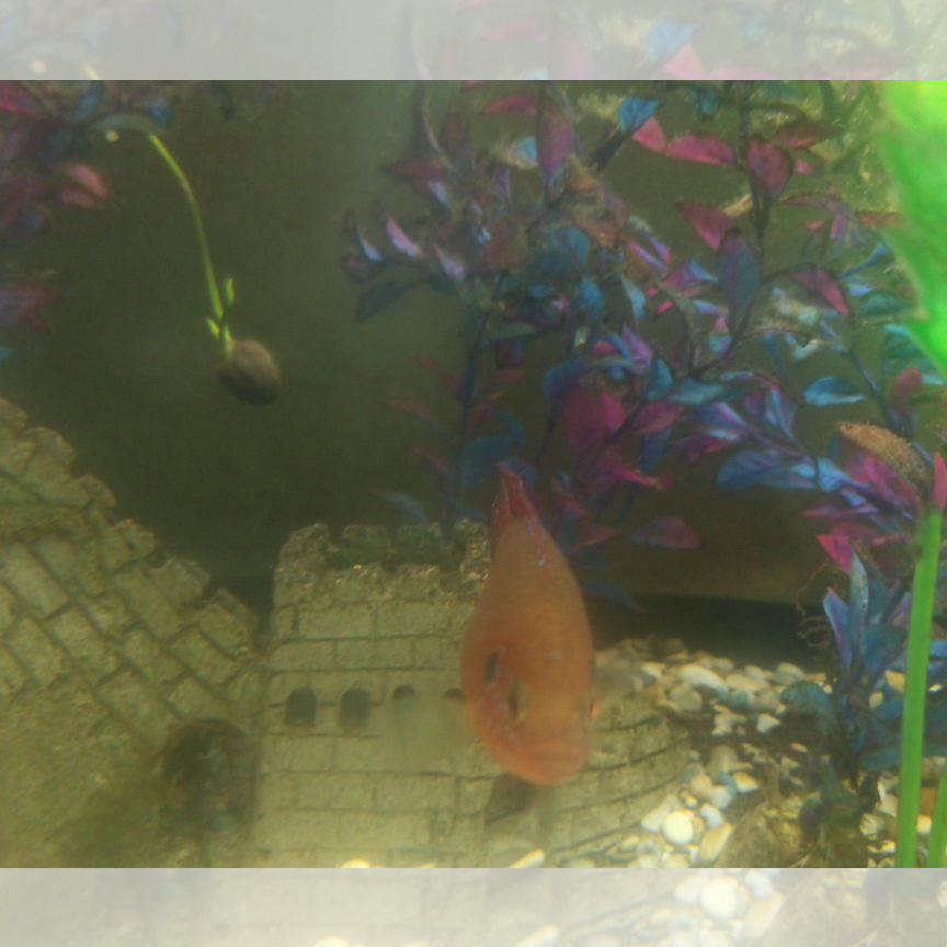 Хромис красавец