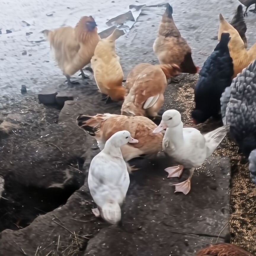 Индоутки Селезени