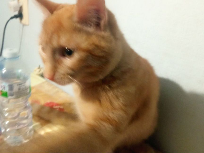 Котик Вася 5 м ласковый, отдам в хор. Людям