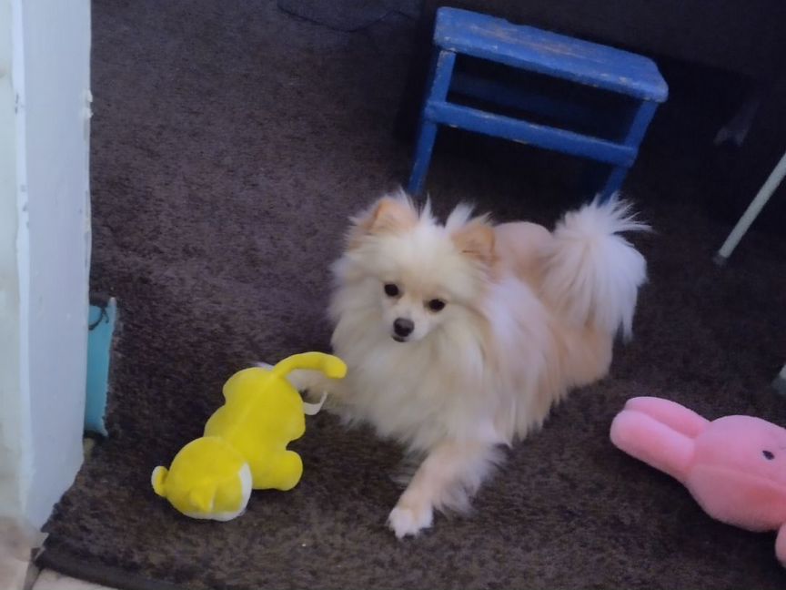 Продам собачку шпиц девочка