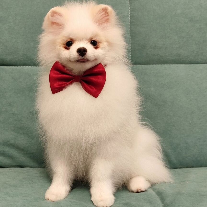 Щенки померанского шпица медвежьего типа