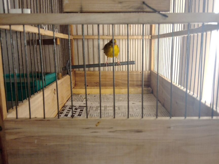 Канарейка самец